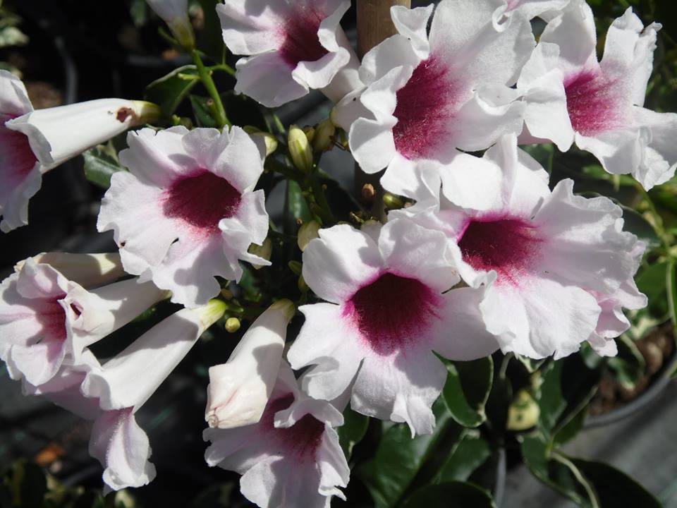 Ladre di Piante - Il tuo vivaio online