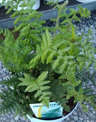 Ladre di Piante - Il tuo vivaio online